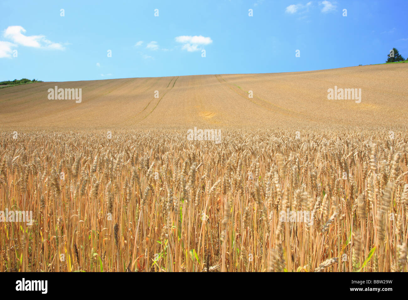Field crops in countryside hi-res stock photography and images - Alamy