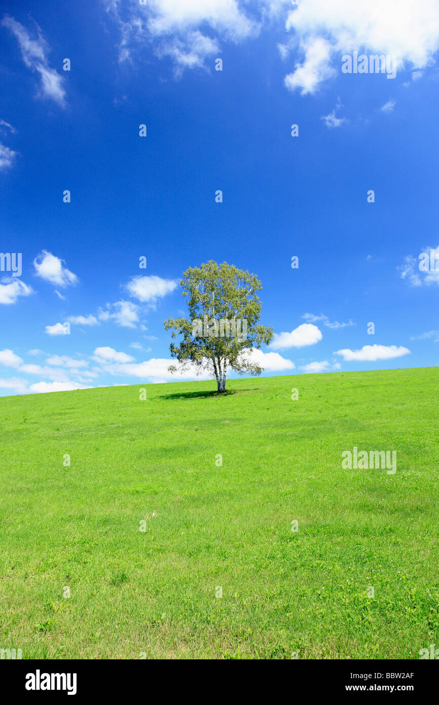 Countryside grassland with tree and blue sky Stock Photo - Alamy