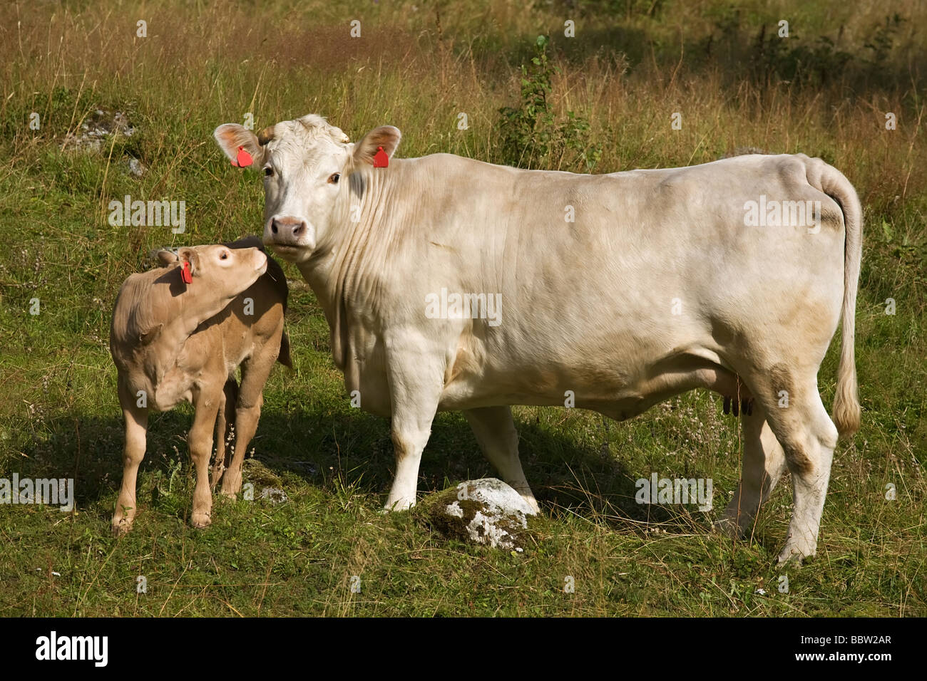 little calf kisses a cow a cow looks in a camera Stock Photo - Alamy
