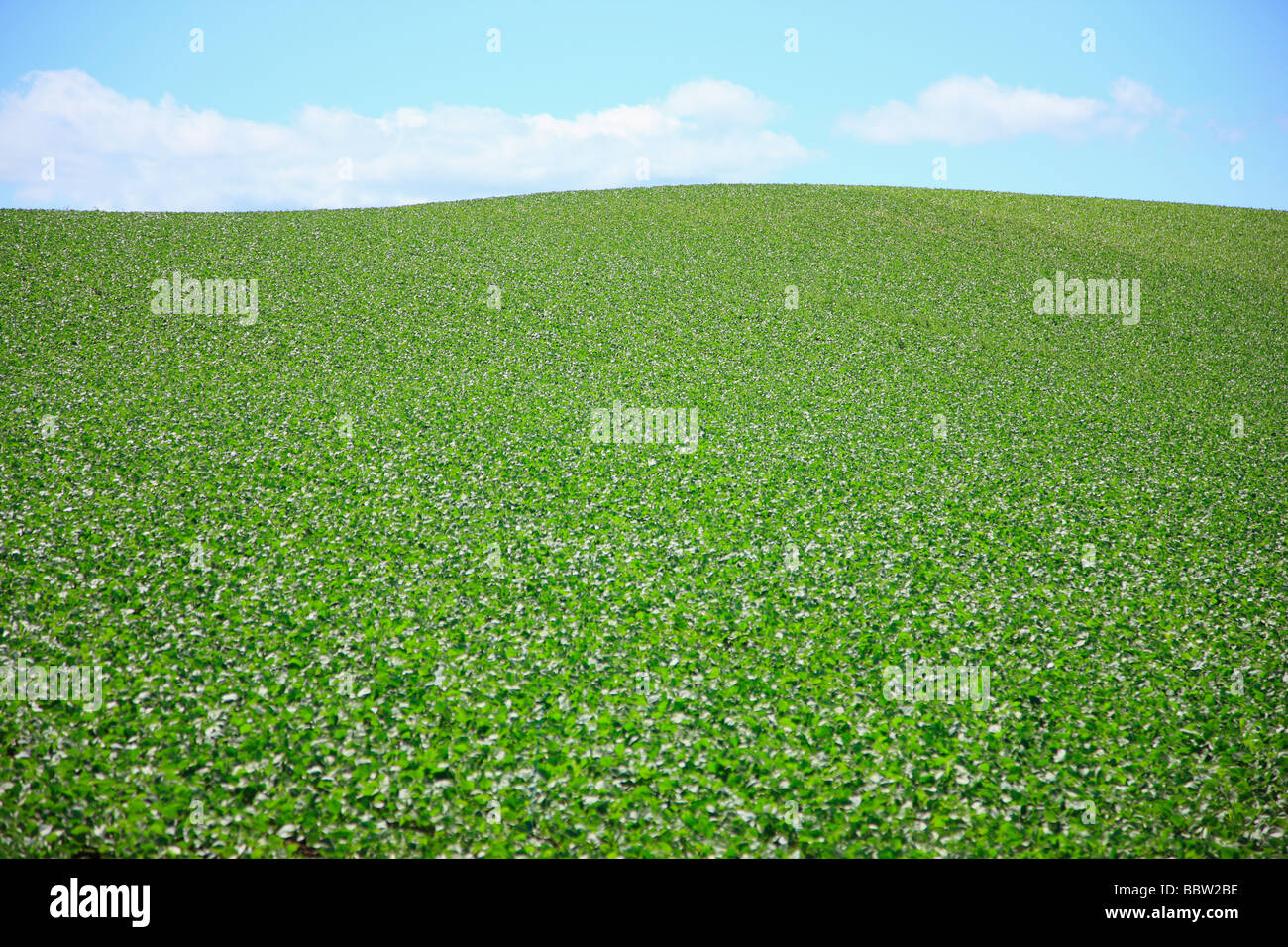 Field of plants in a countryside Stock Photo - Alamy