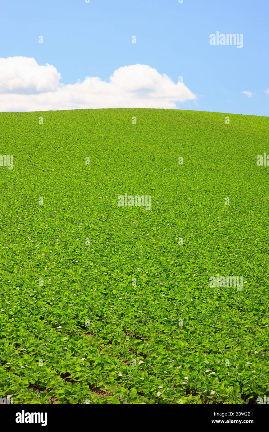 Abundance plants hi-res stock photography and images - Alamy