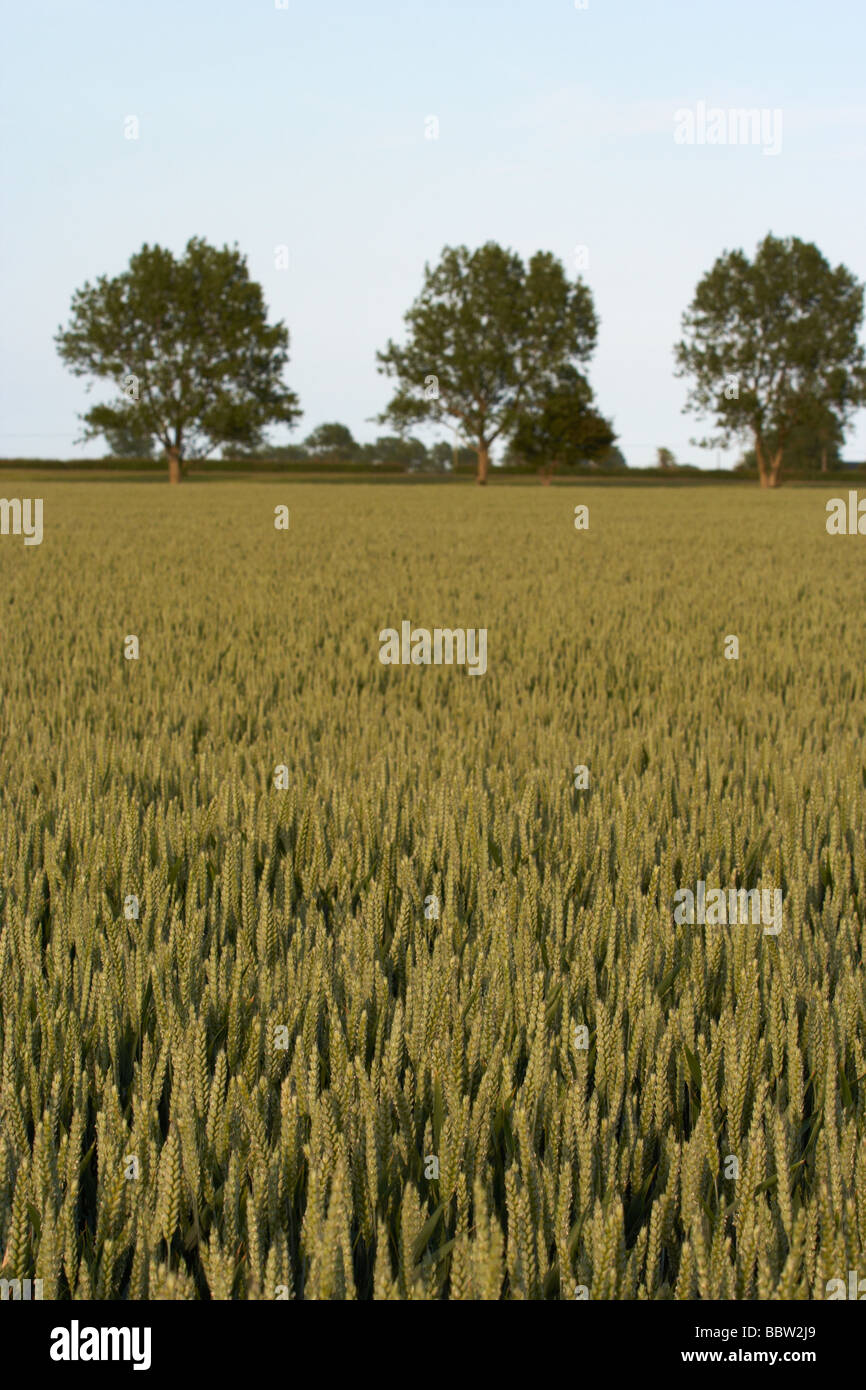 Bailey field hi-res stock photography and images - Alamy