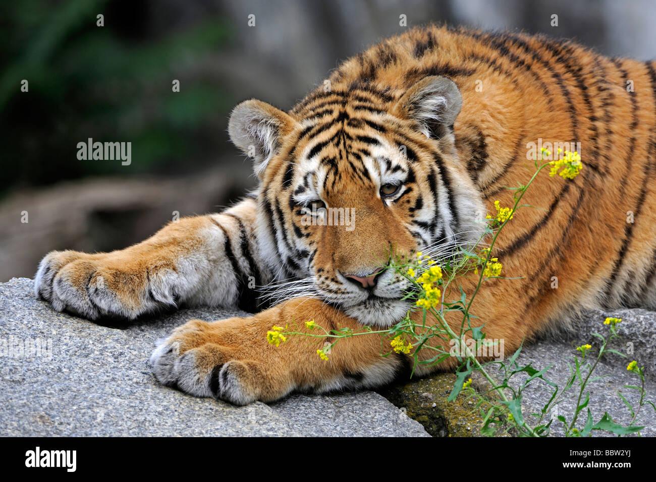 Young Amur or Siberian tiger (Panthera tigris altaica), sniffing at ...