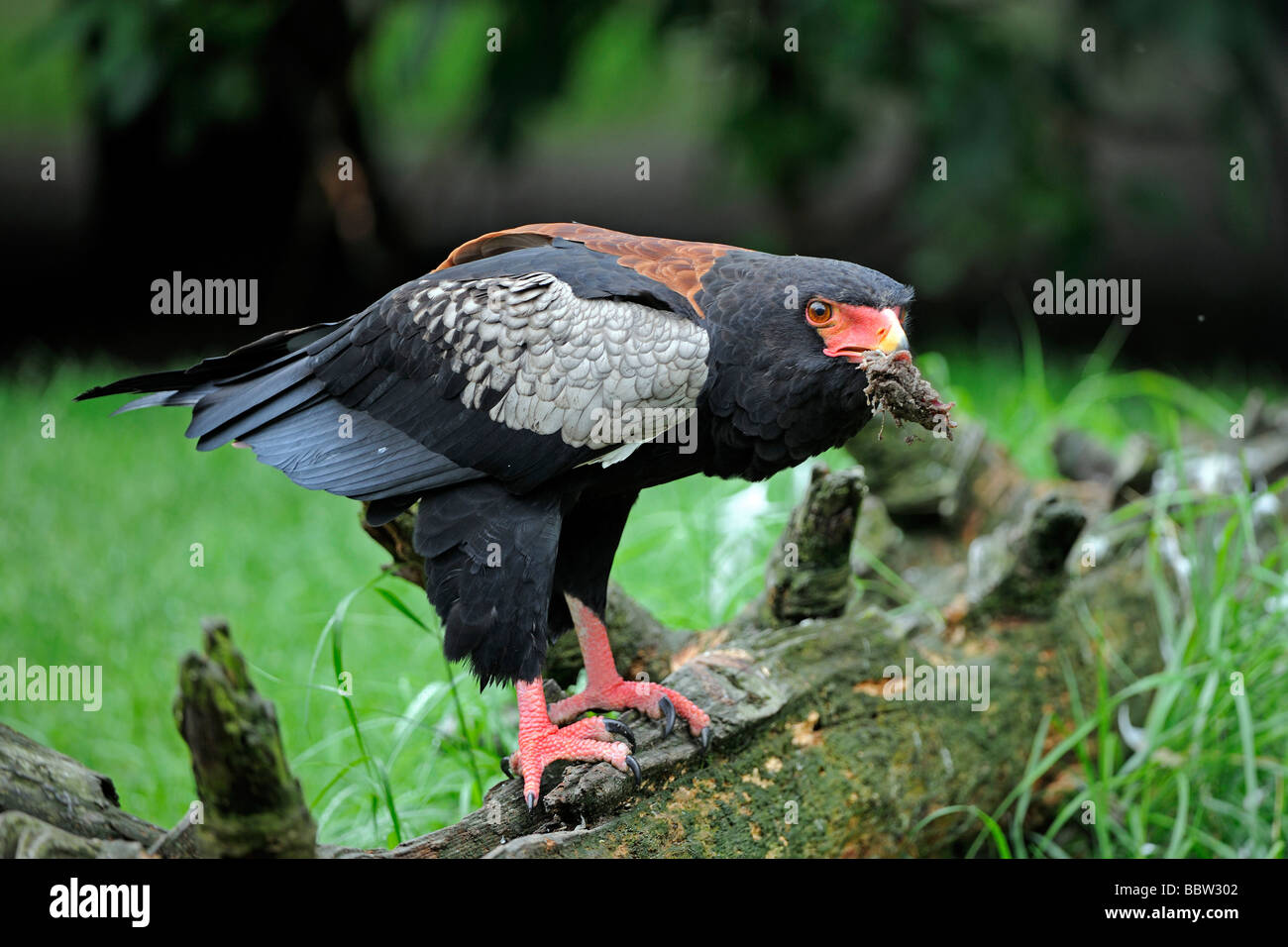 Carrion feeding birds hi-res stock photography and images - Alamy