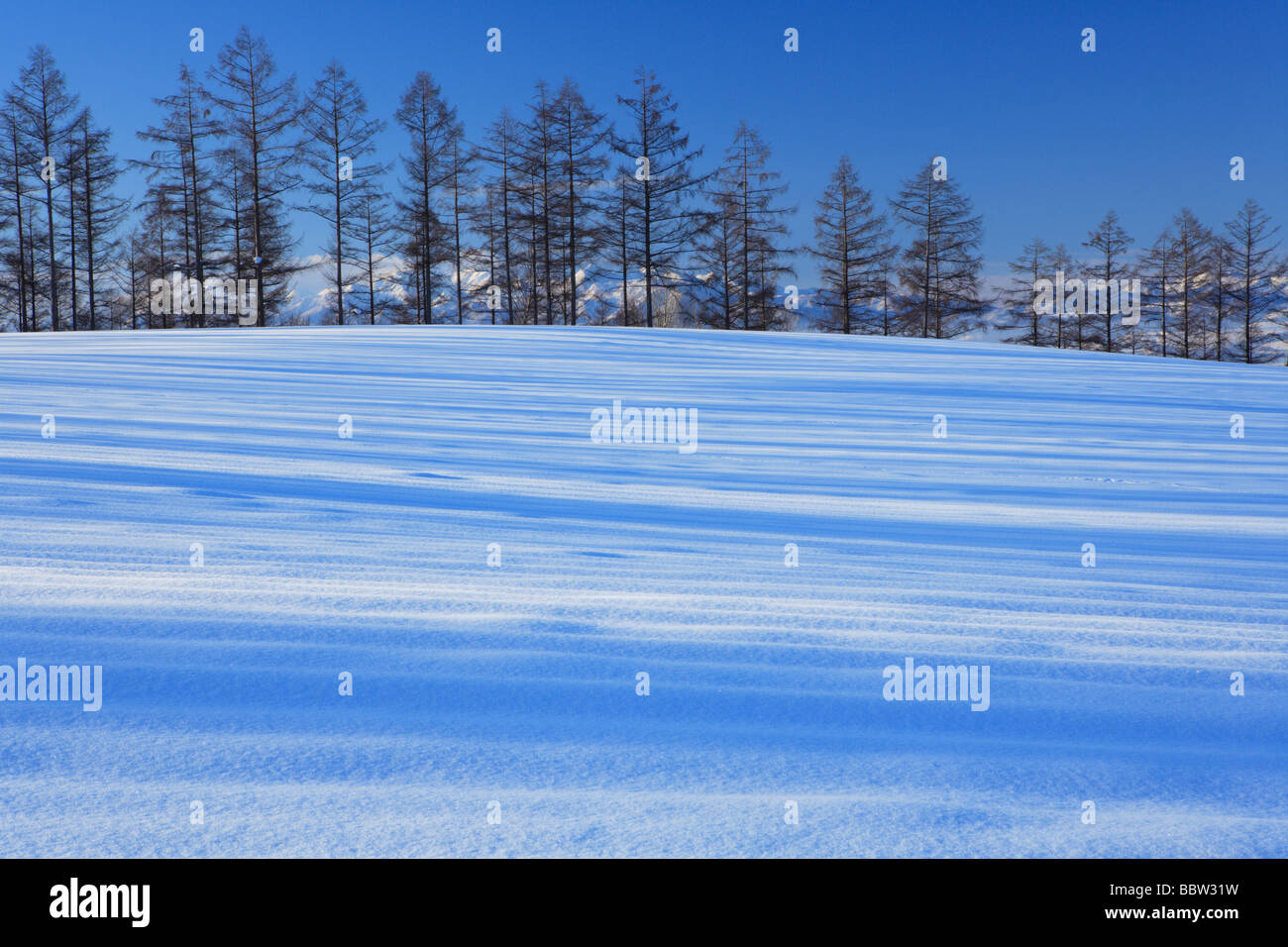 Snow-covered trees in snowfield with mountains in background Stock ...