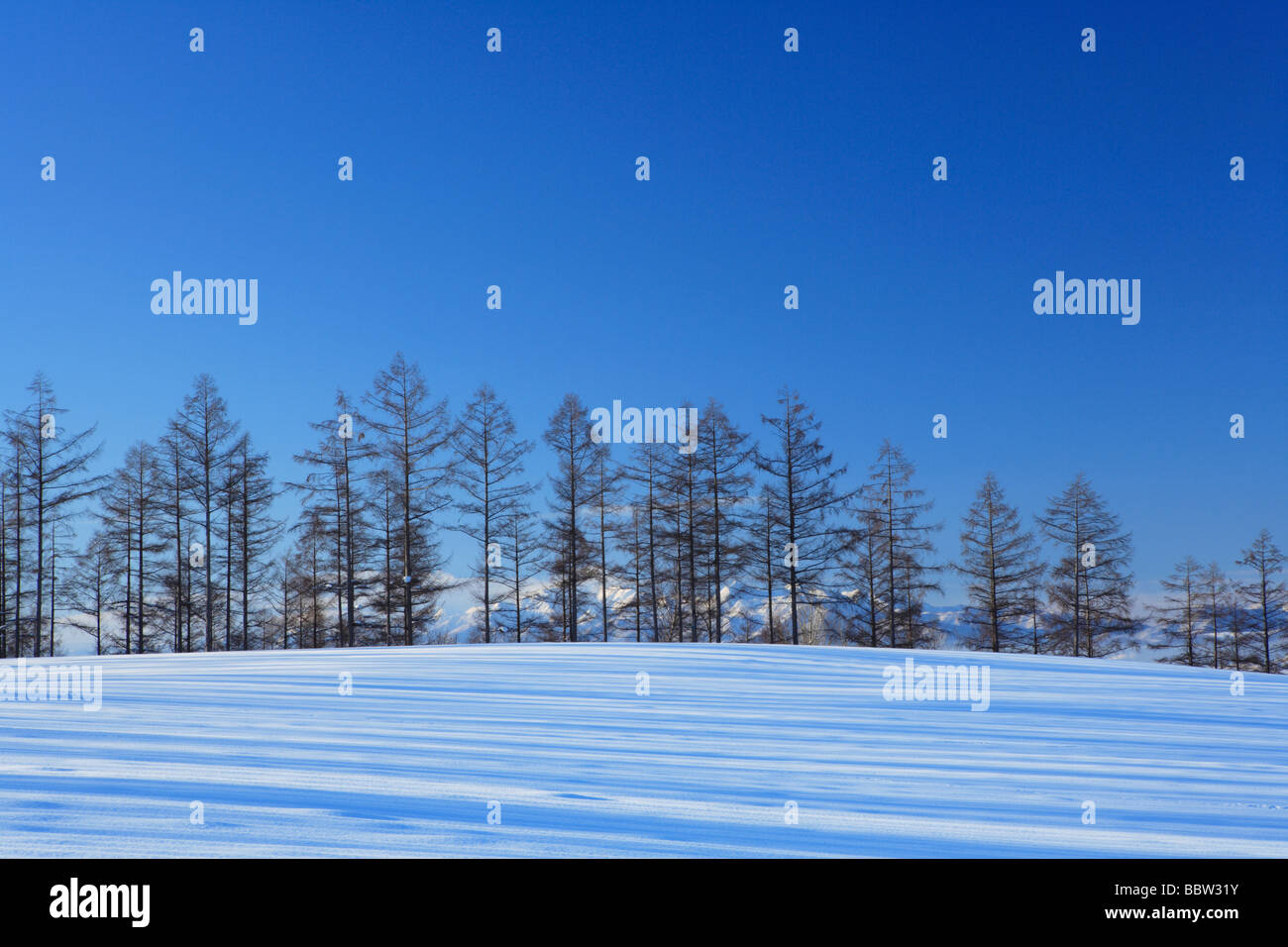 Trees enduring the winter hi-res stock photography and images - Alamy