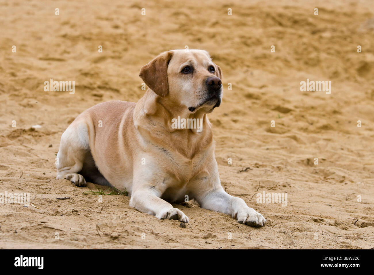 Labrador lying in the sand Stock Photo - Alamy