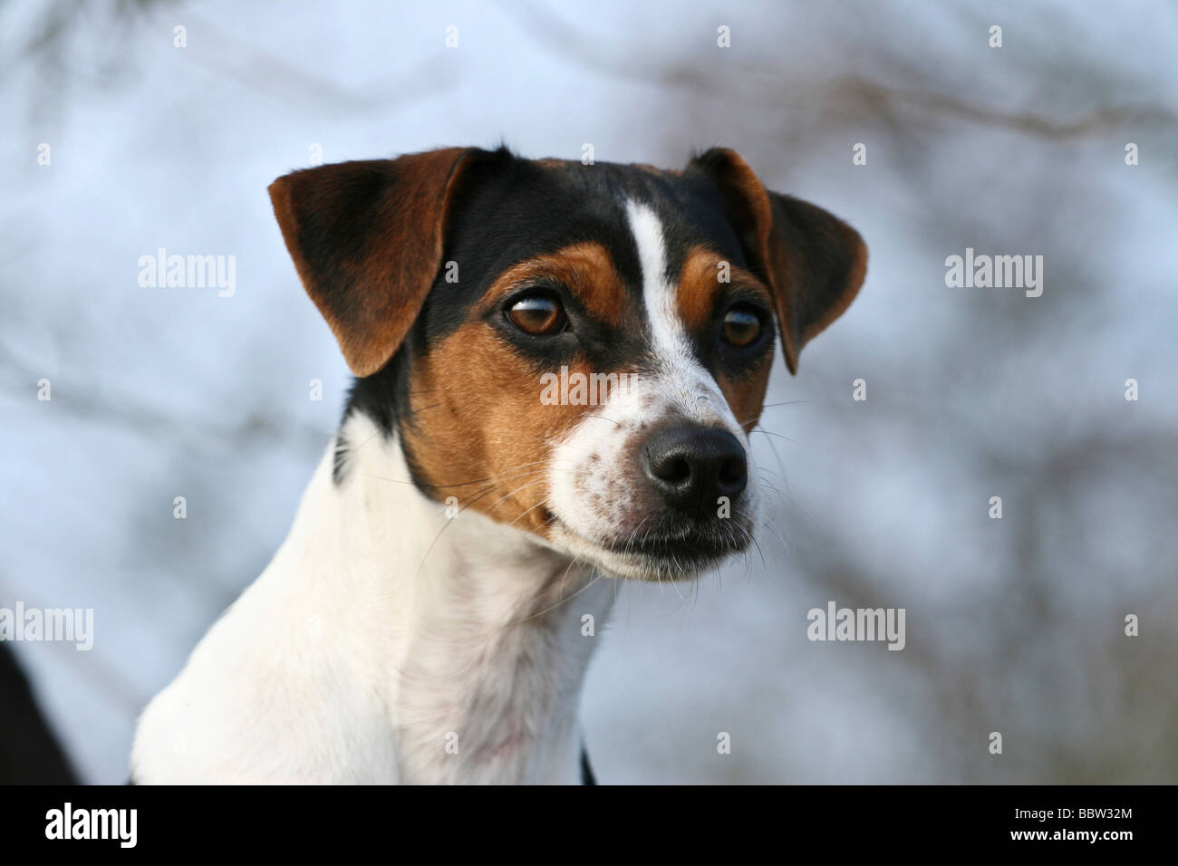 Jack Russell Terrier, portrait Stock Photo - Alamy