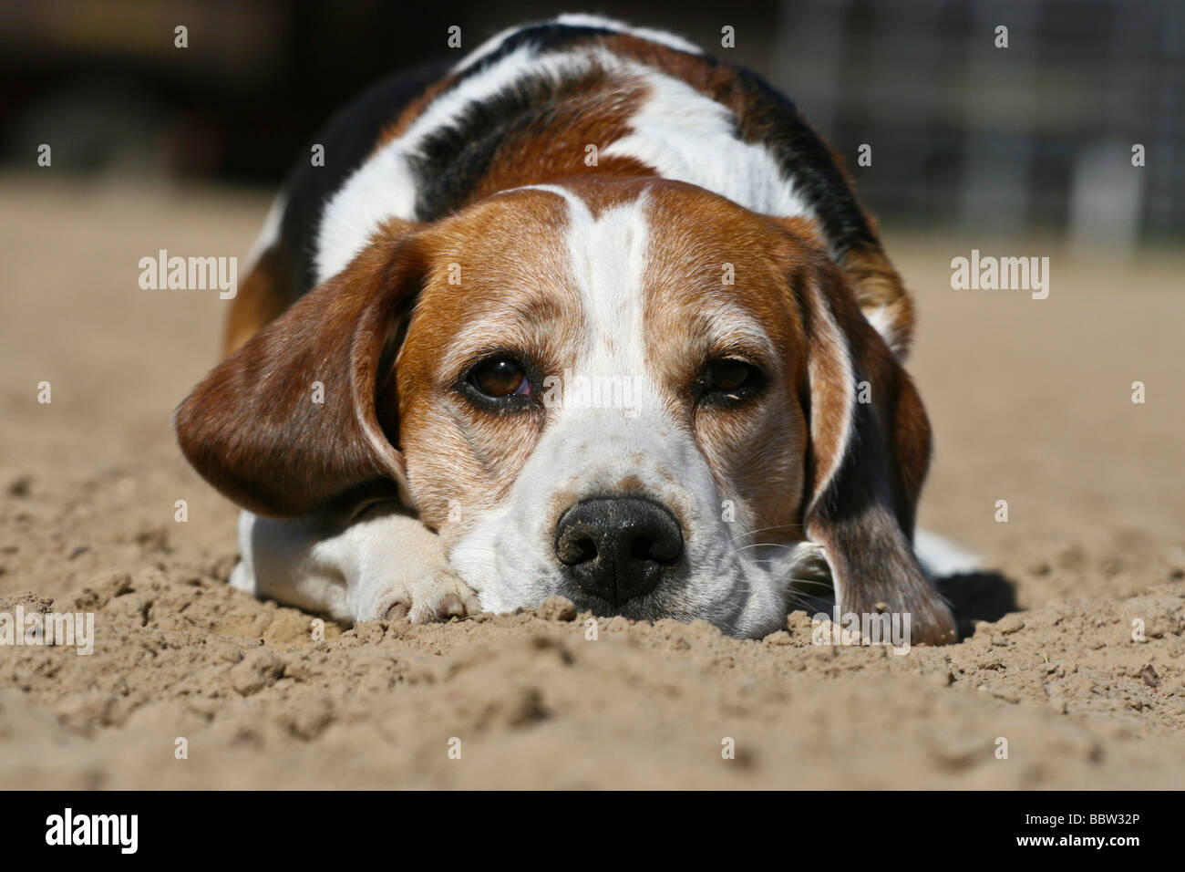 Dozing beagle hi-res stock photography and images - Alamy