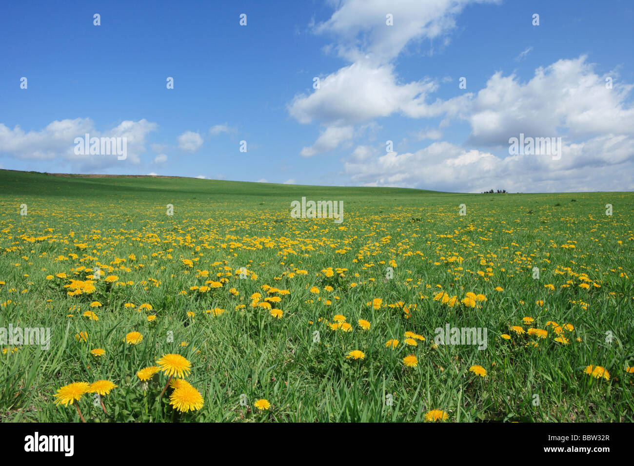 Field of yellow flowers Stock Photo - Alamy