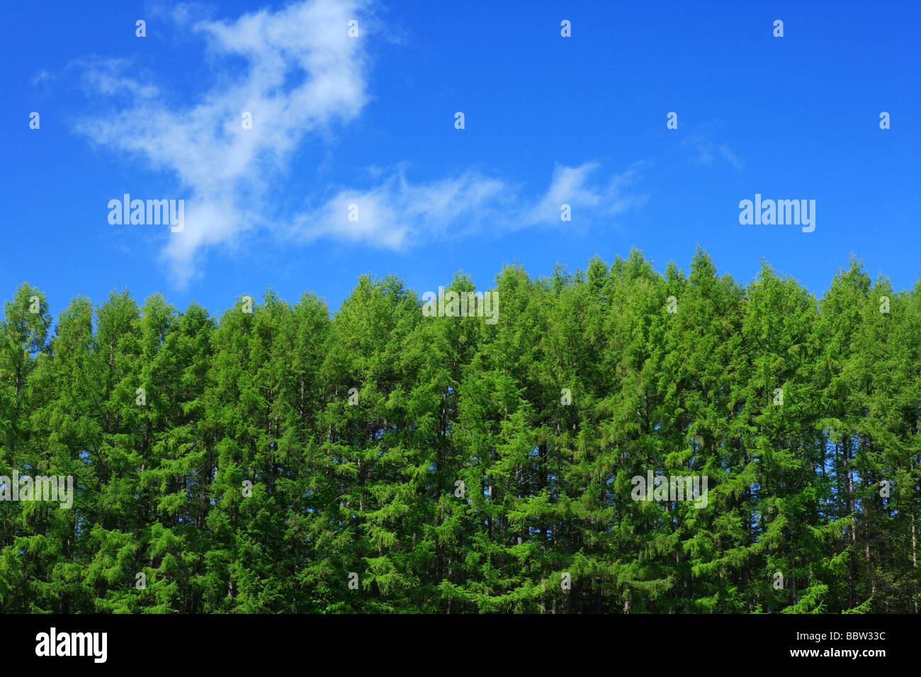 Trees against blue sky Stock Photo - Alamy