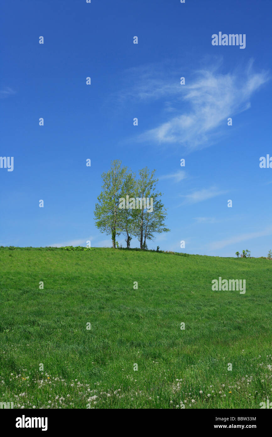 Blue Sky Green Grass Flowers