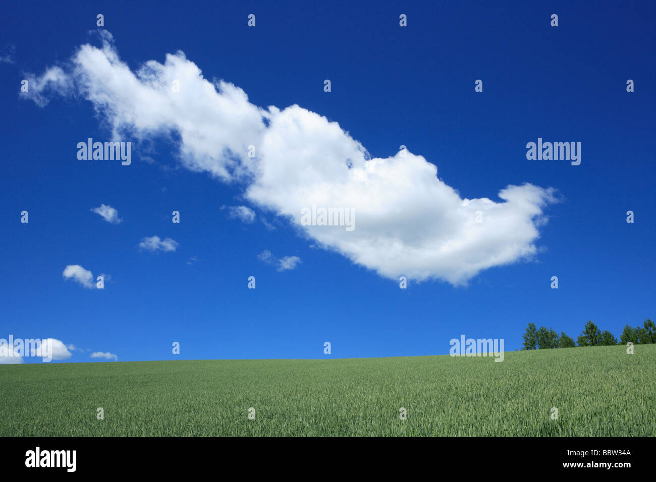 Exuberant plants hi-res stock photography and images - Alamy