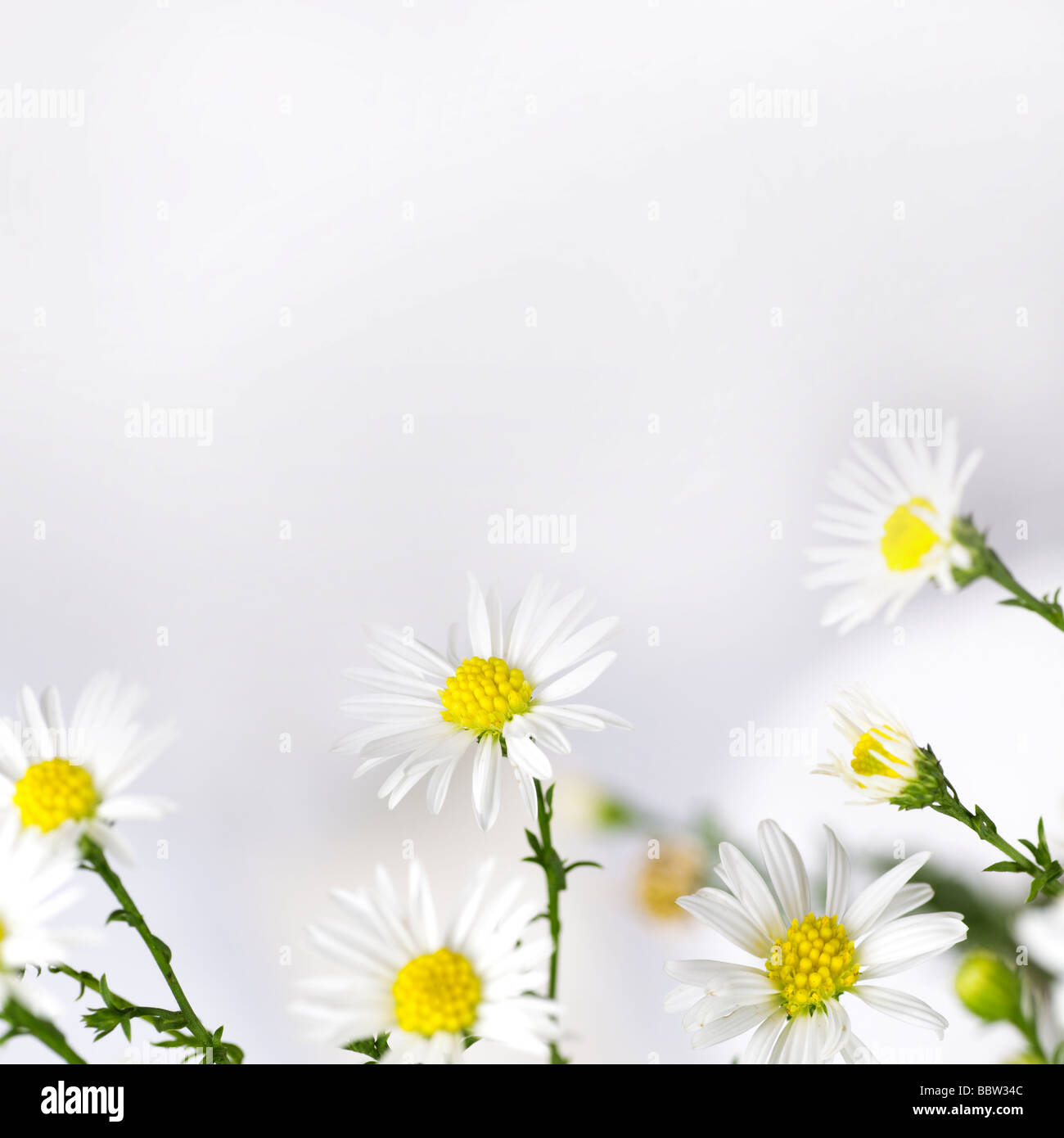 A beautiful border from white Daisies. Shallow depth of field Stock ...