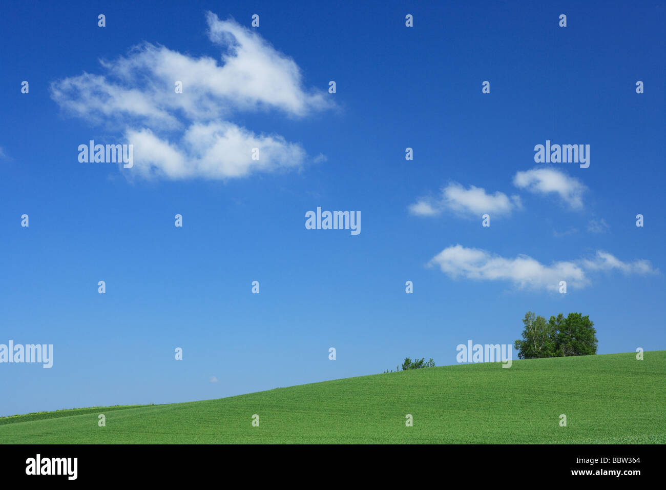Grassland with blue sky in countryside Stock Photo - Alamy