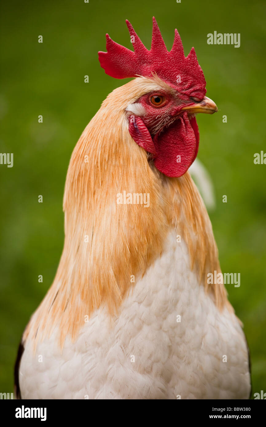 Portrait of a rooster Stock Photo - Alamy