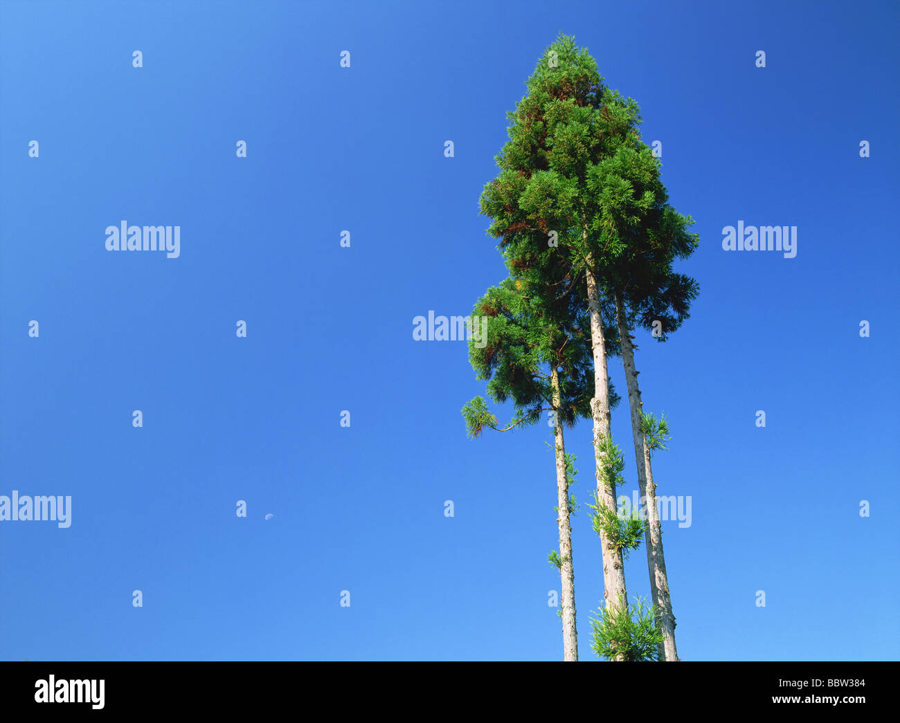 Tall thin trees hi-res stock photography and images - Alamy