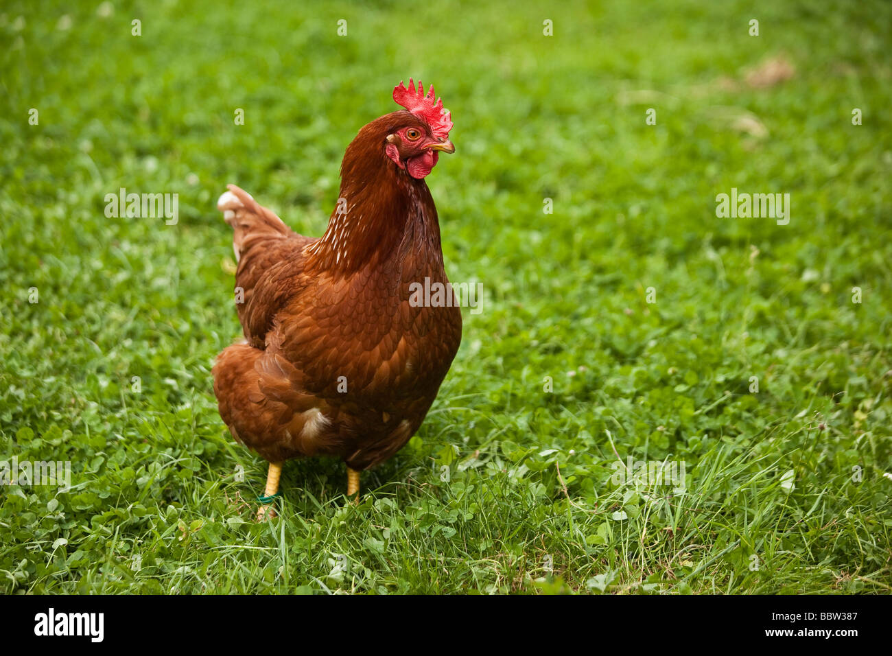 Domestic chicken on a meadow Stock Photo - Alamy