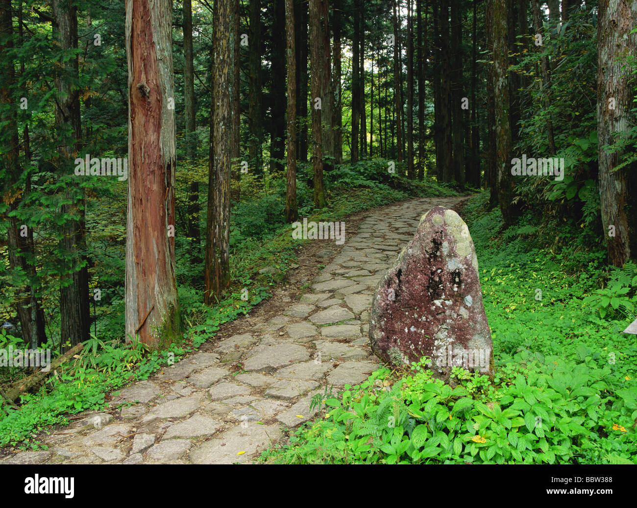 Pathway leading to forest Stock Photo - Alamy