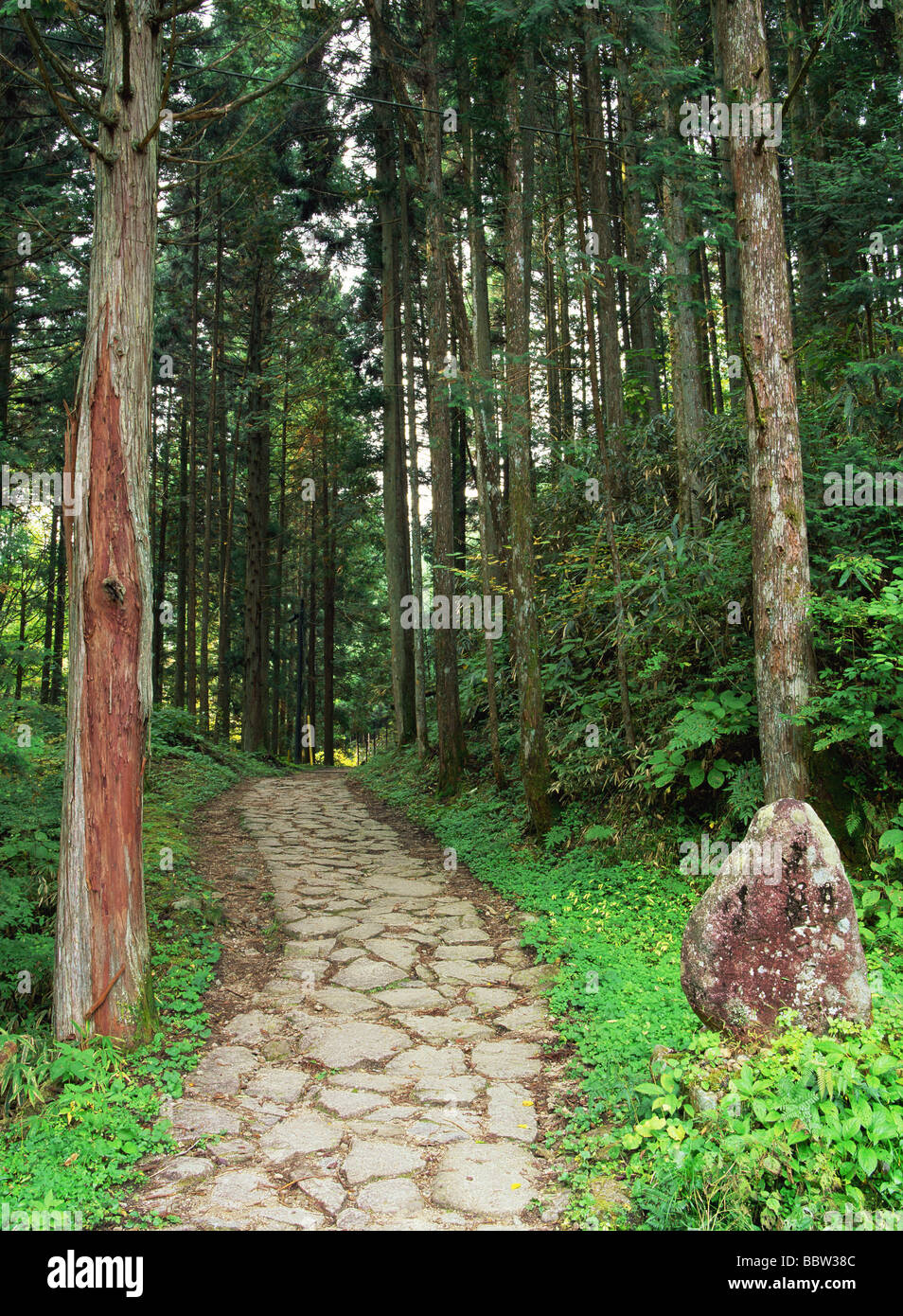 Pathway in forest Stock Photo - Alamy