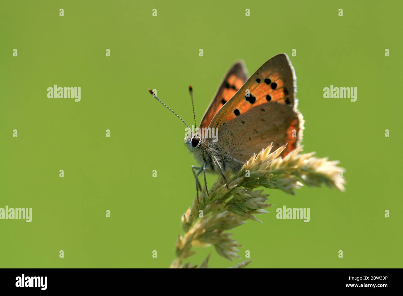 Copper moths High Resolution Stock Photography and Images - Alamy