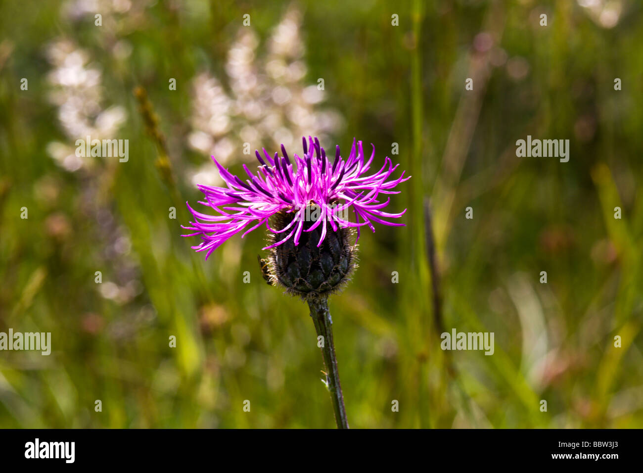 Knapweed knapweeds hi-res stock photography and images - Alamy