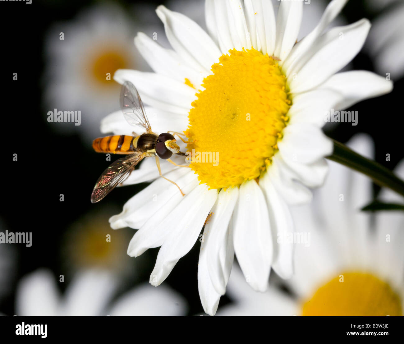 bee gathering pollen on oxeye daisy Stock Photo - Alamy