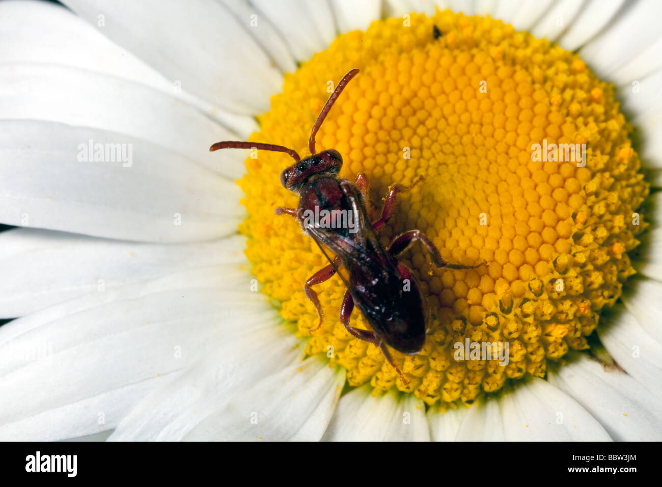 bee gathering pollen on oxeye daisy Stock Photo - Alamy