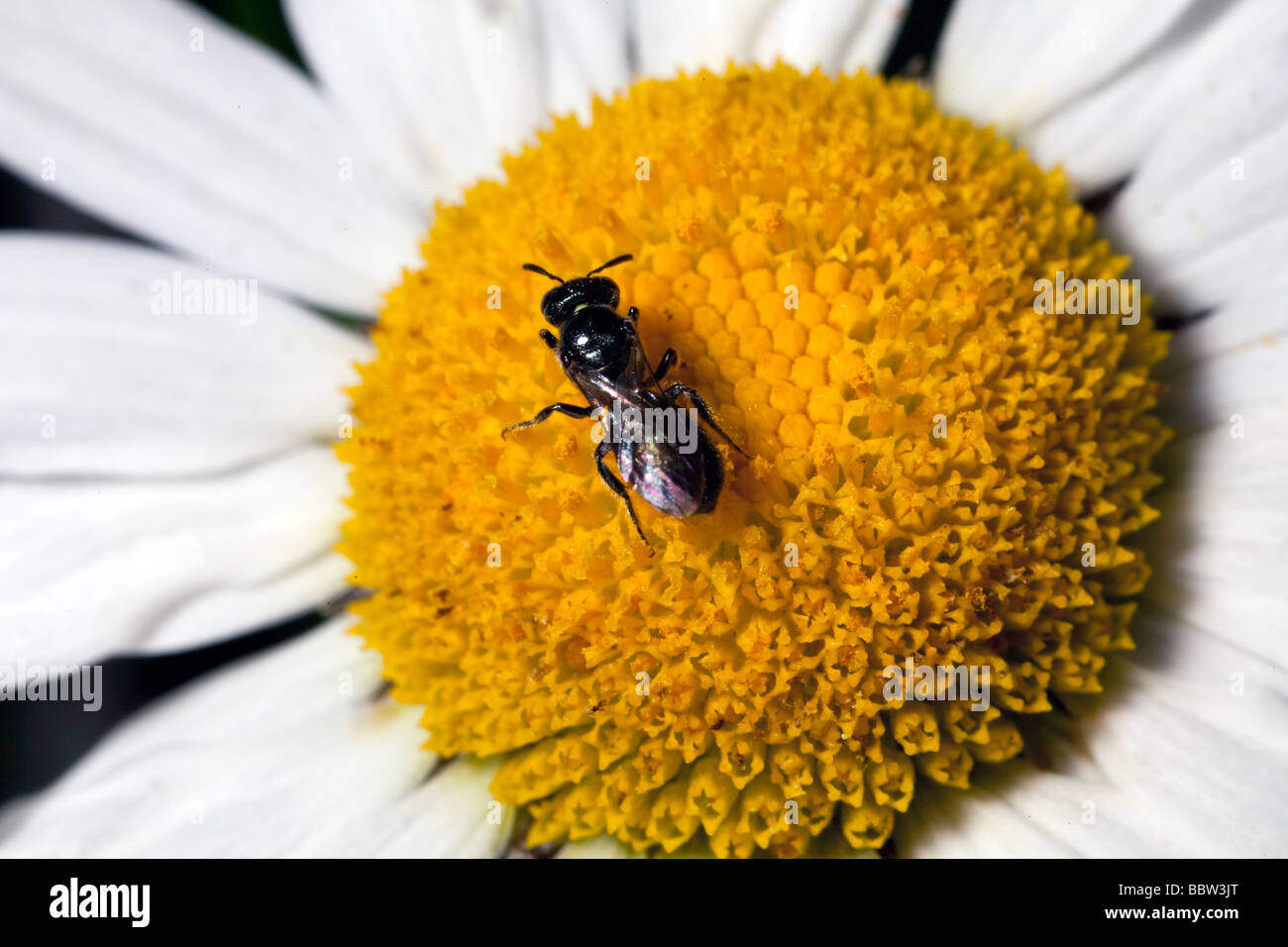 bee gathering pollen on oxeye daisy Stock Photo - Alamy