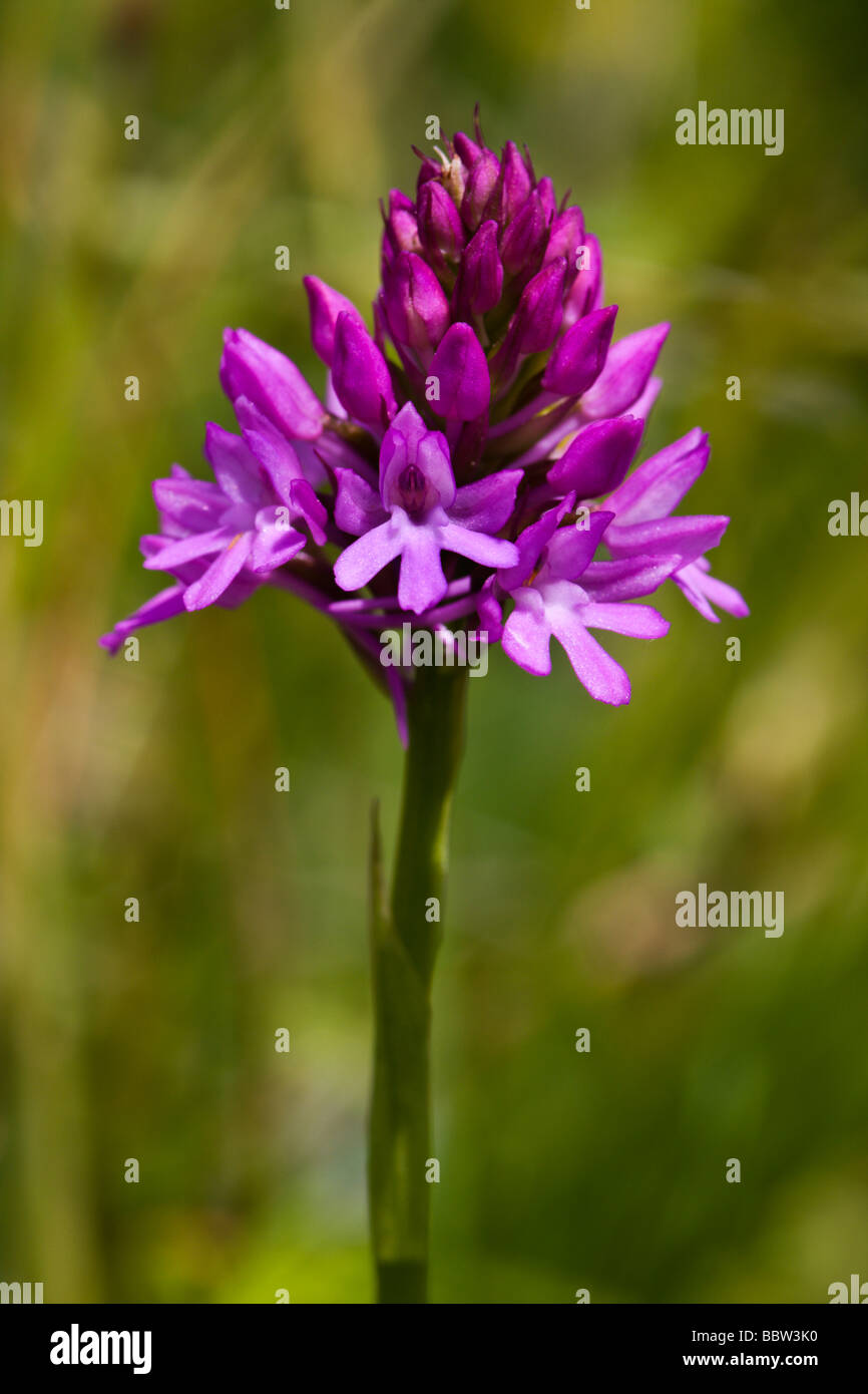 Weed orchid hi-res stock photography and images - Alamy