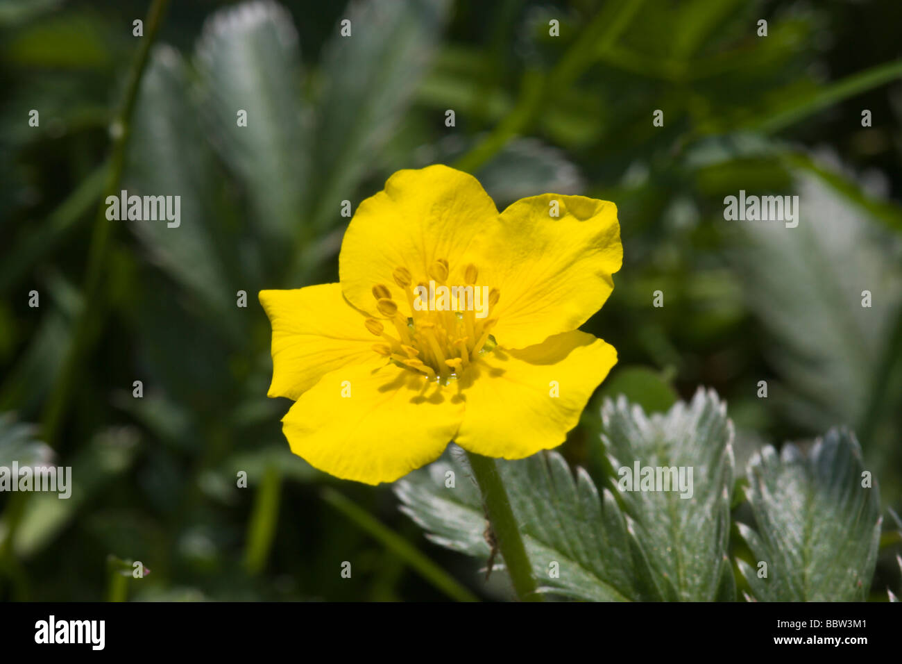 Rosaceae weed hi-res stock photography and images - Alamy