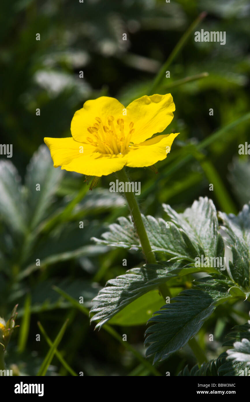 Silverweed hi-res stock photography and images - Alamy