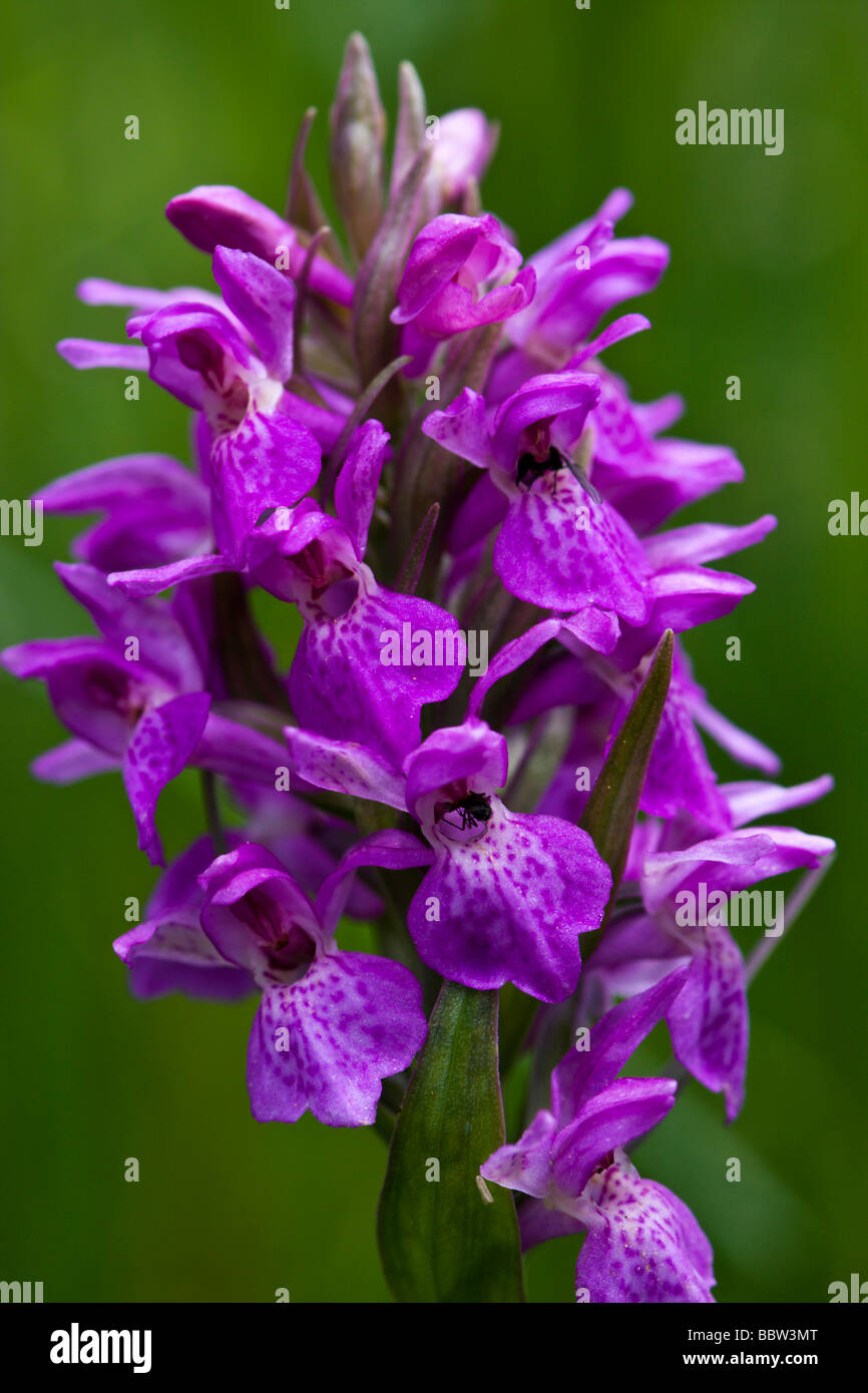Southern Marsh Orchid Stock Photo - Alamy