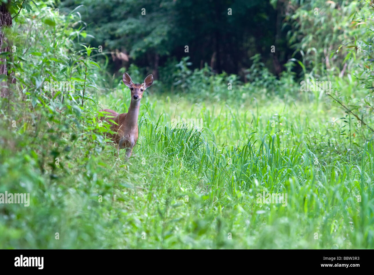 Whitetail deer doe hi-res stock photography and images - Alamy