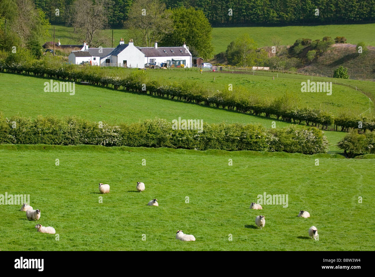 Sheep field scotland hi-res stock photography and images - Alamy