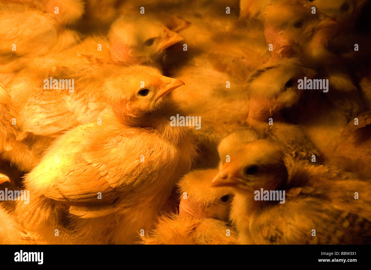 Chicks under a lamp to keep them warm on a farm in the South West of ...