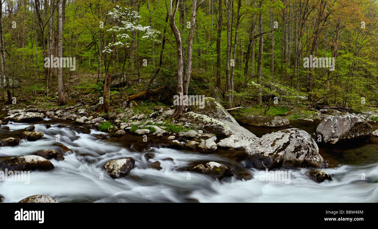 Panorama of Spring Dogwood on the Middle Prong of the Little River in ...