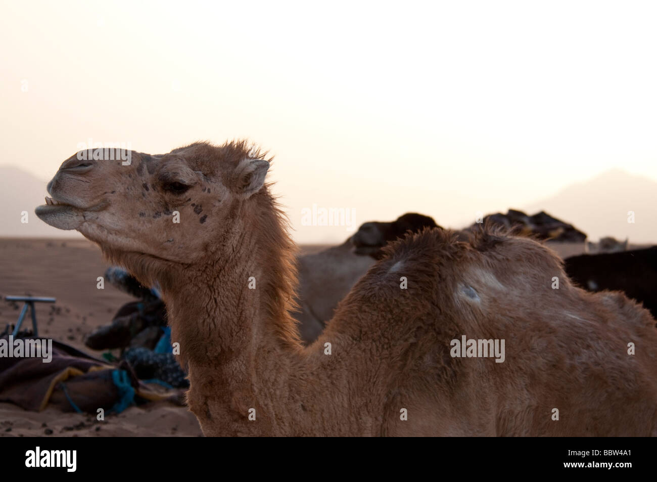 Camel trekking in the desert of Southern Morocco near the Atlas ...