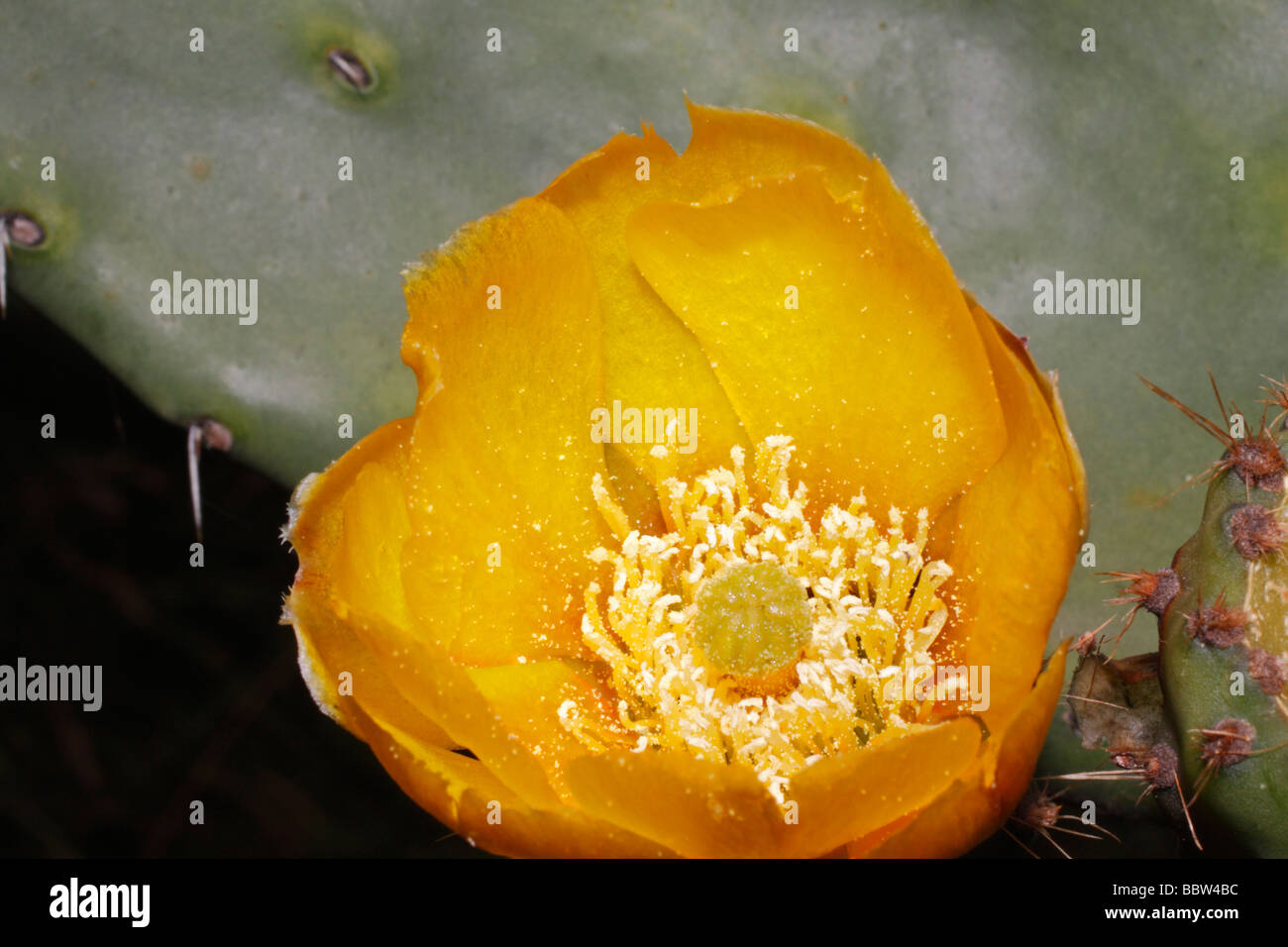 Yellow cactus flower. Sachica, Boyacá, Colombia, South America Stock ...