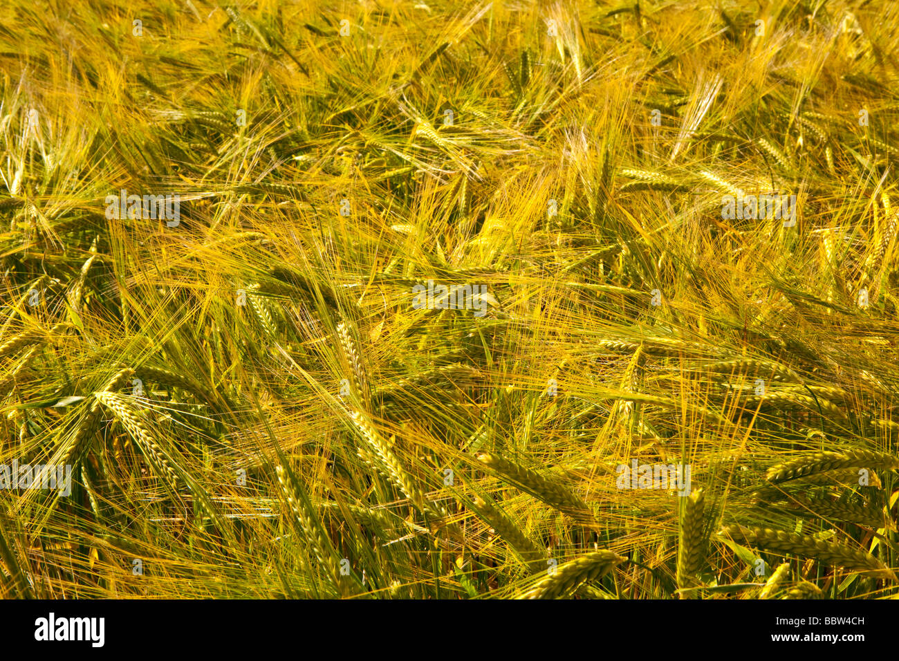 A close in photograph of ears of barley ripening Stock Photo - Alamy