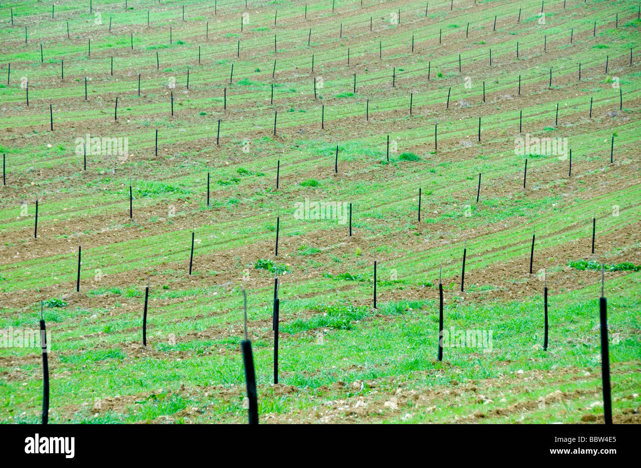 Rows of young prune trees in Lot et Garonne, France Stock Photo - Alamy