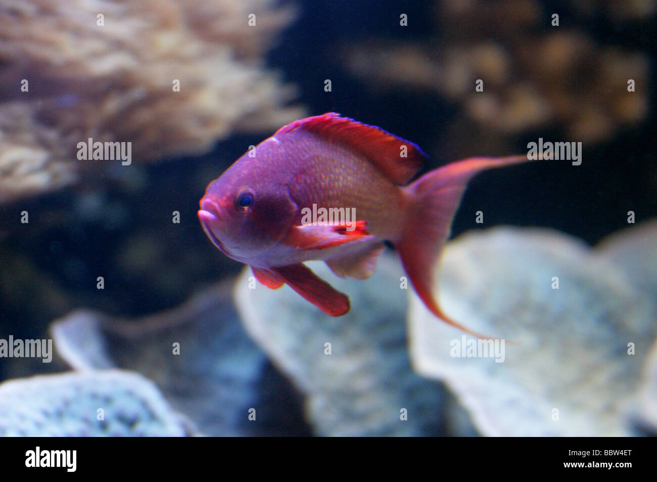Red Lyretail Anthias, Pseudanthias sp., Serranidae, Perciformes Stock ...