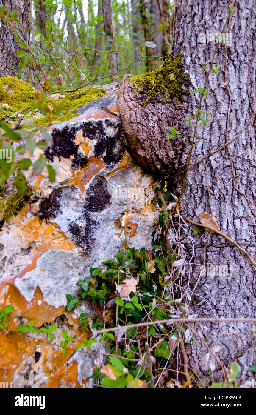 Swallowing rock hi-res stock photography and images - Alamy