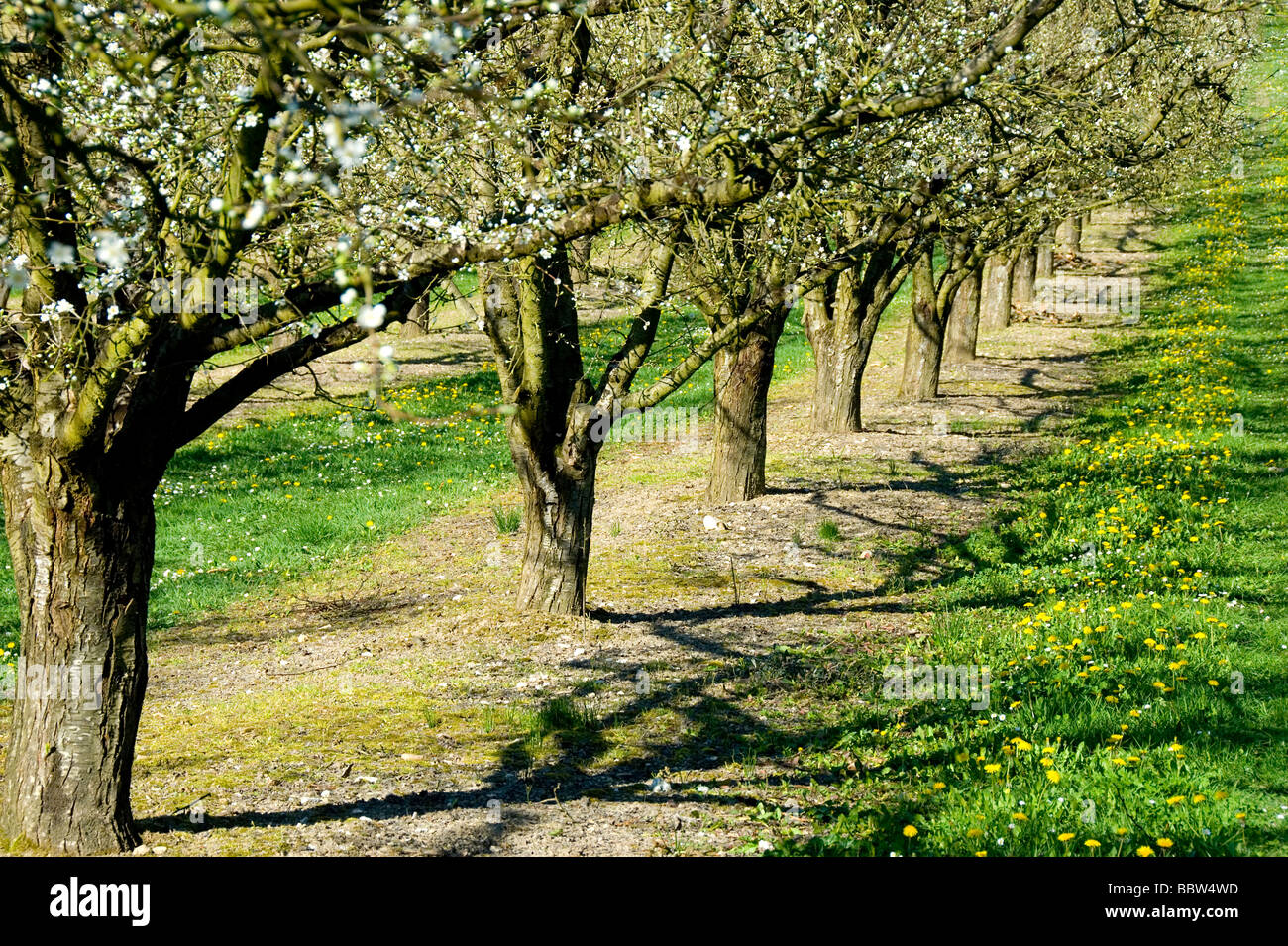 Prune trees hi-res stock photography and images - Alamy