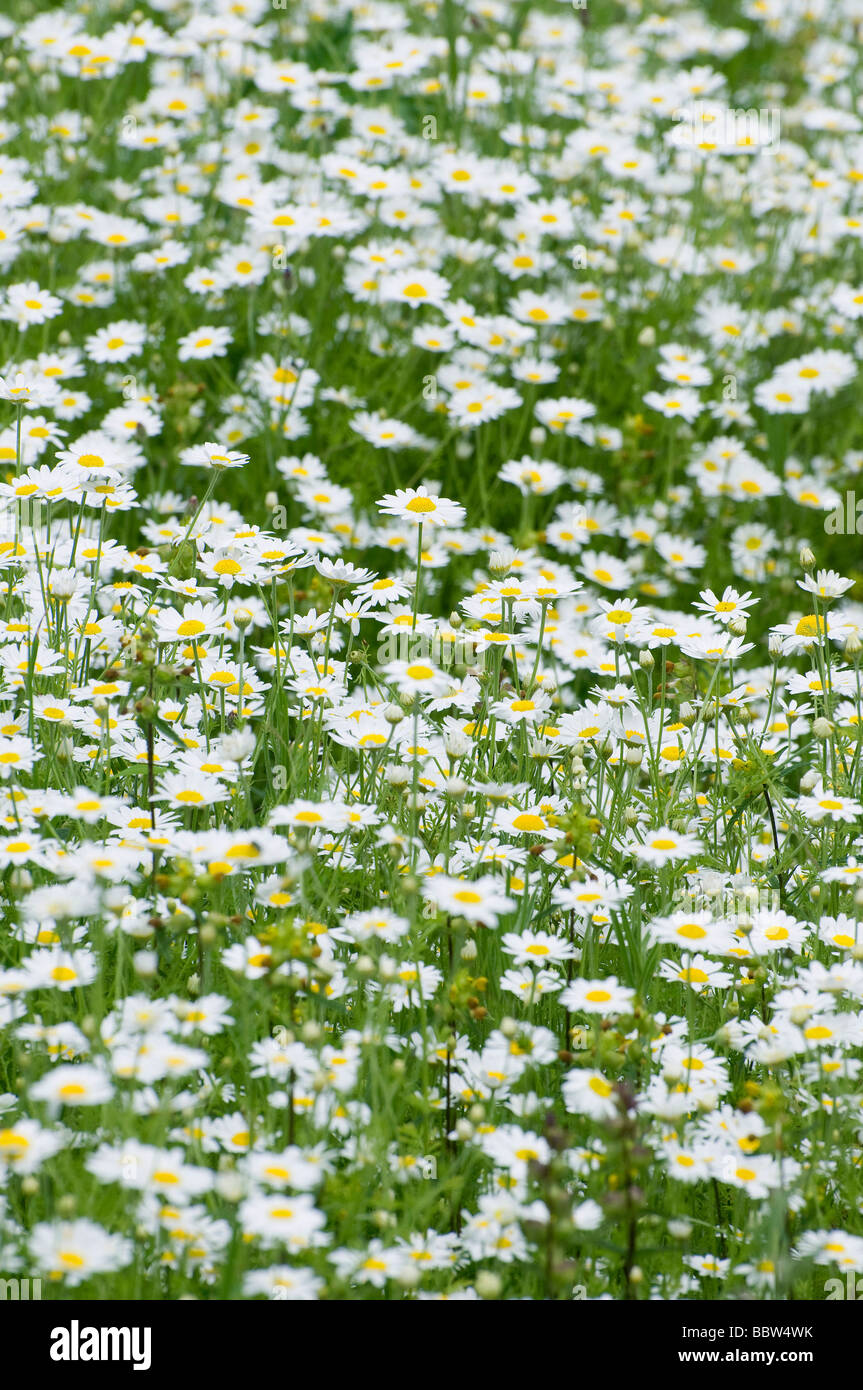 daisies in wildflower meadow, norfolk, england Stock Photo - Alamy