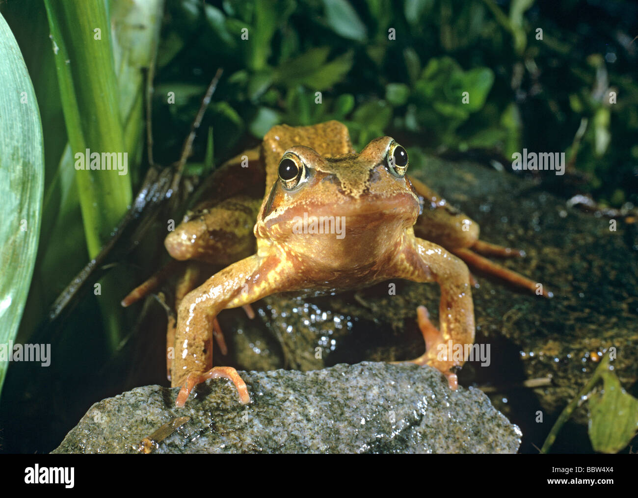 Common frog head on Rana temporaria Stock Photo - Alamy