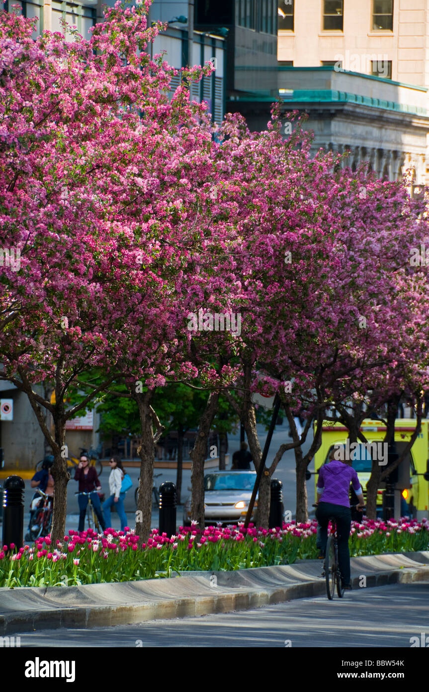 MCGill avenue in the springtime in downtown Montreal Canada Stock Photo ...