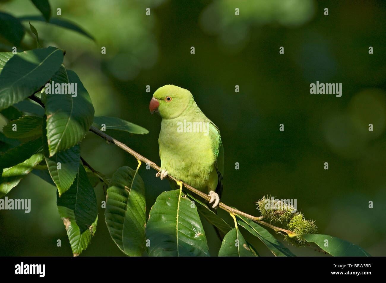 Psittacula hi-res stock photography and images - Alamy