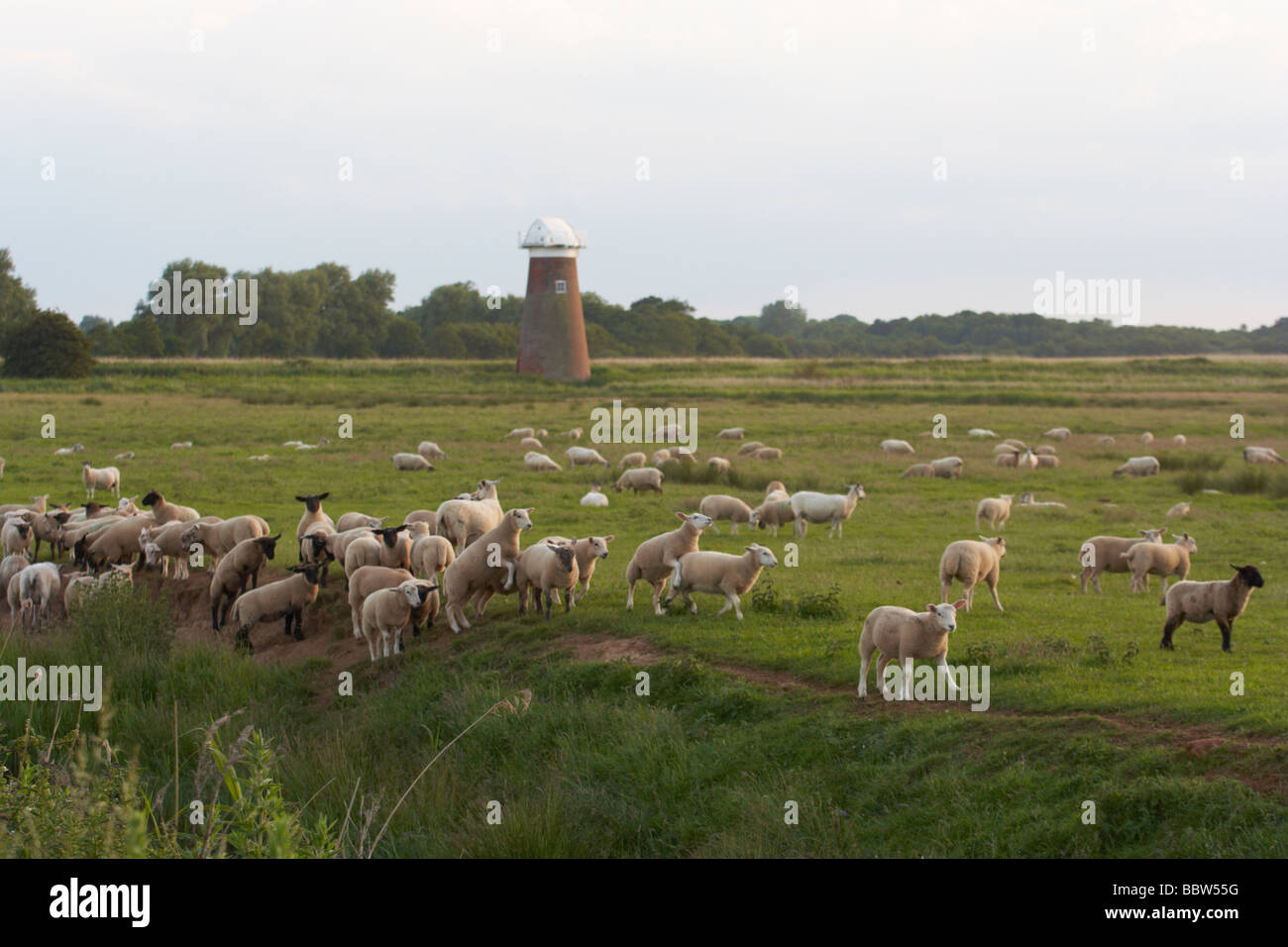 Rear sheep hi-res stock photography and images - Alamy