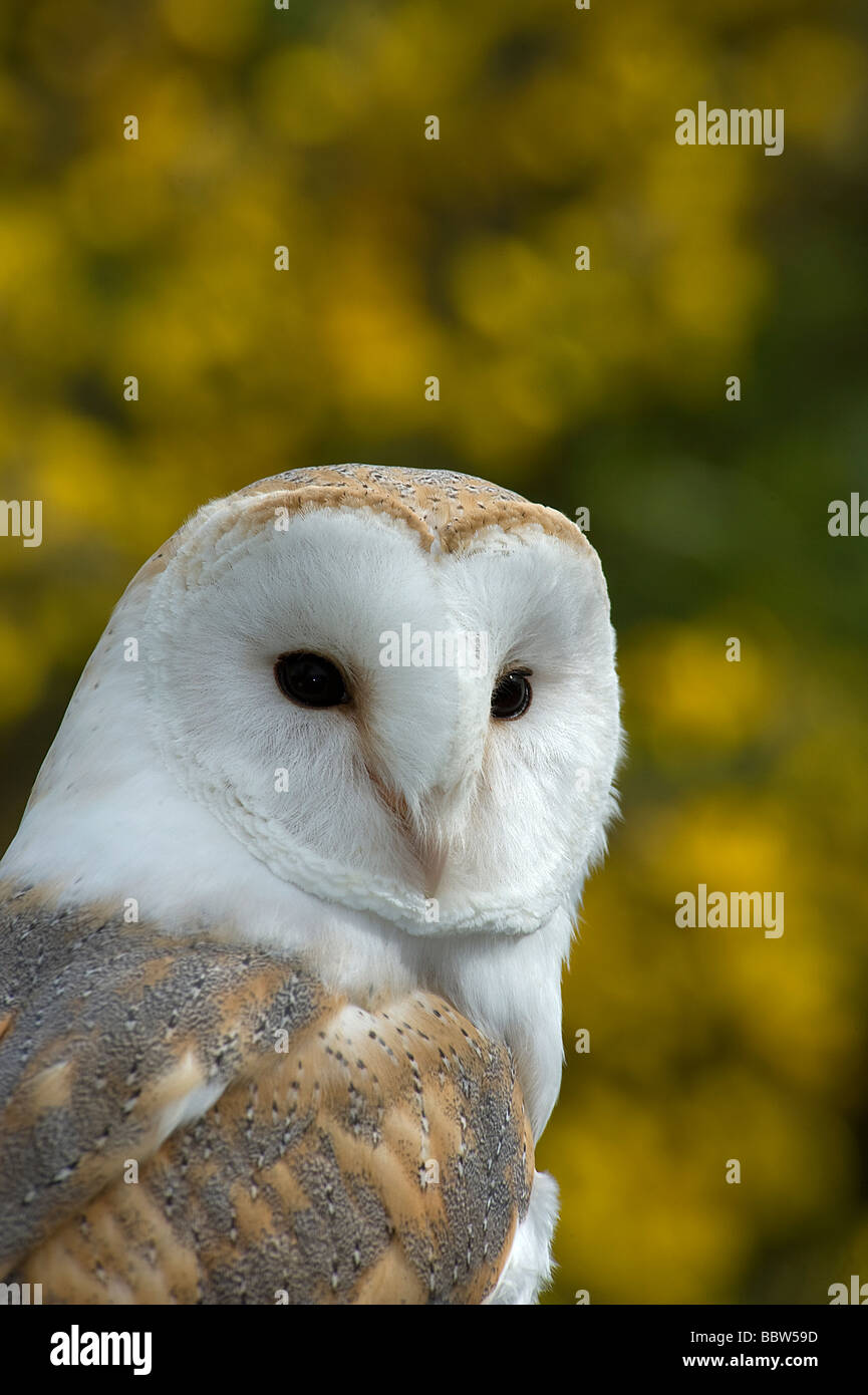 Barn owl Tyto alba with flowering gorse spring UK Stock Photo - Alamy